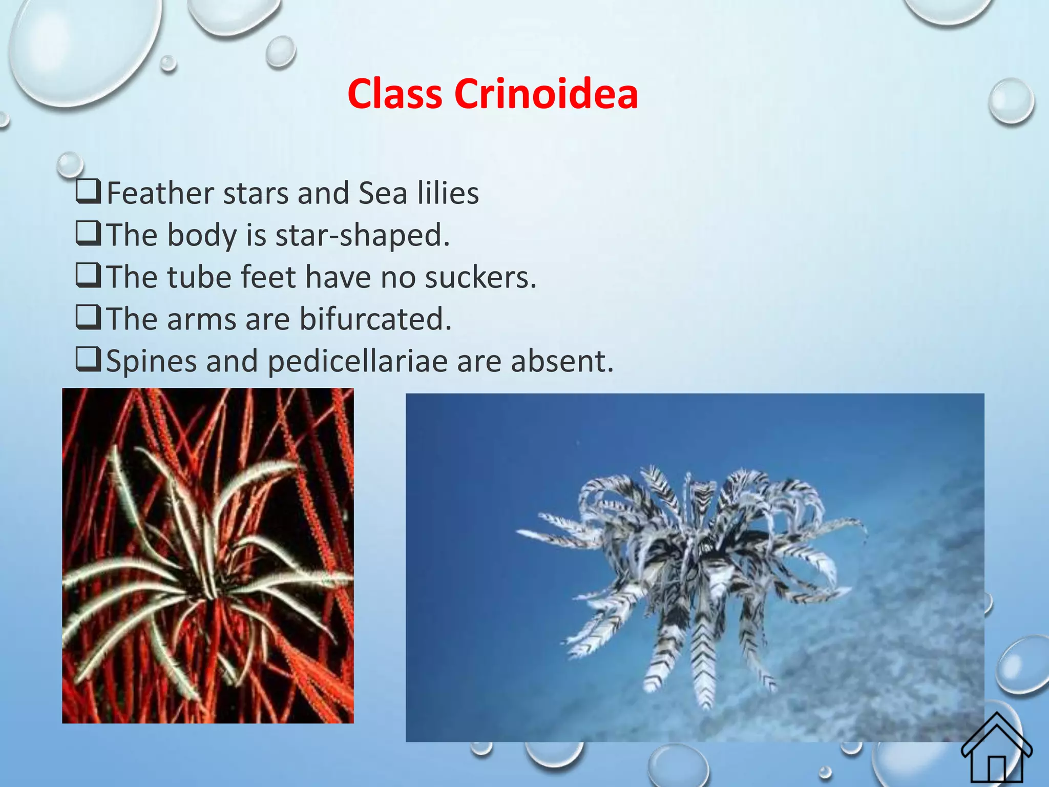 Phylum Echinodermata | PPTX