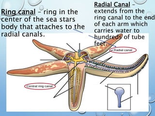 Phylum Echinodermata | PPTX