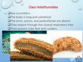 Phylum Echinodermata | PPTX