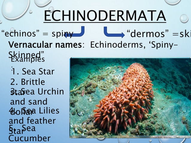 Phylum Echinodermata | PPTX | Biological Sciences | Science