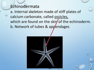 Phylum Echinodermata | PPTX