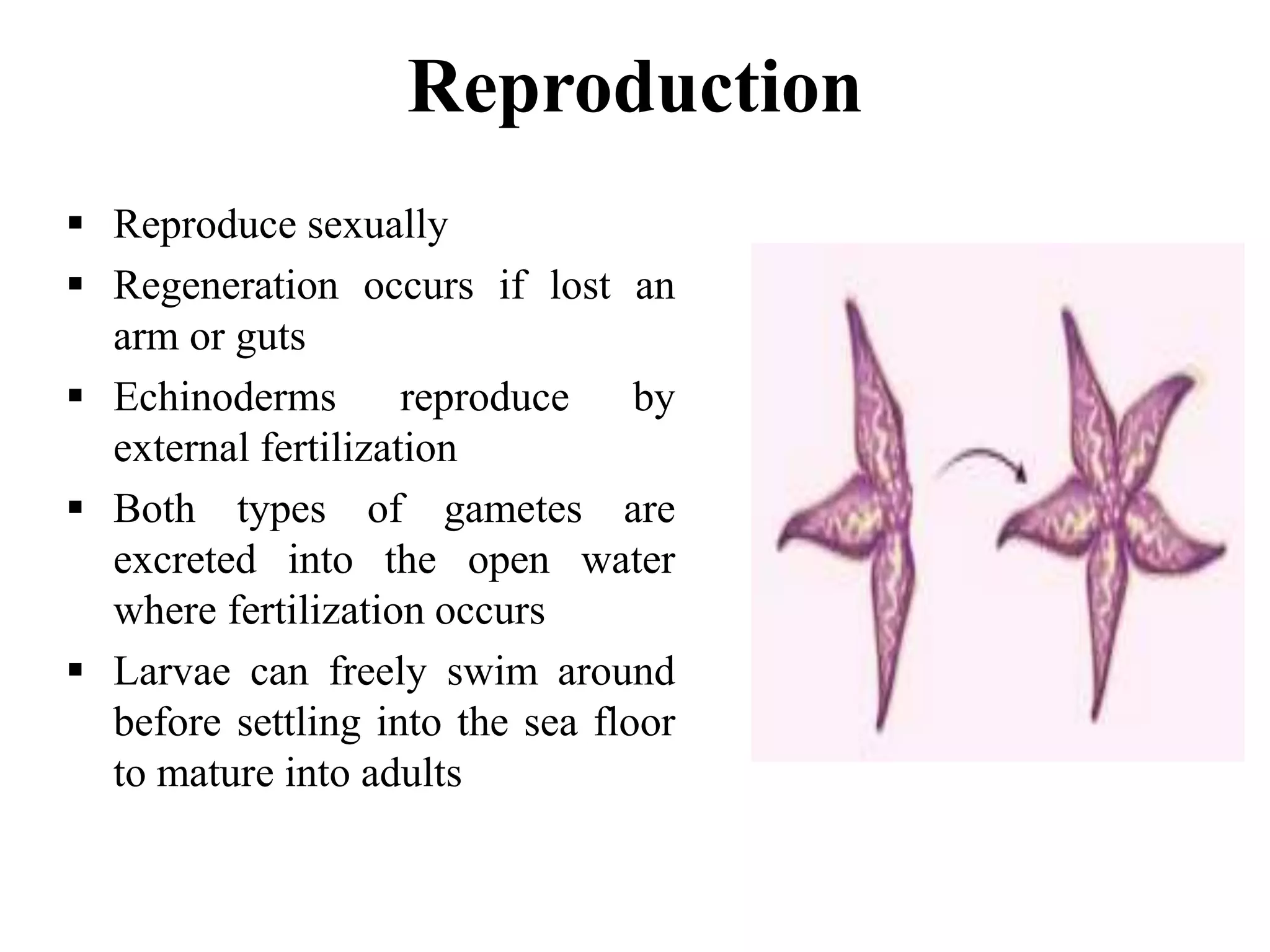 Phylum Echinodermata.pptx