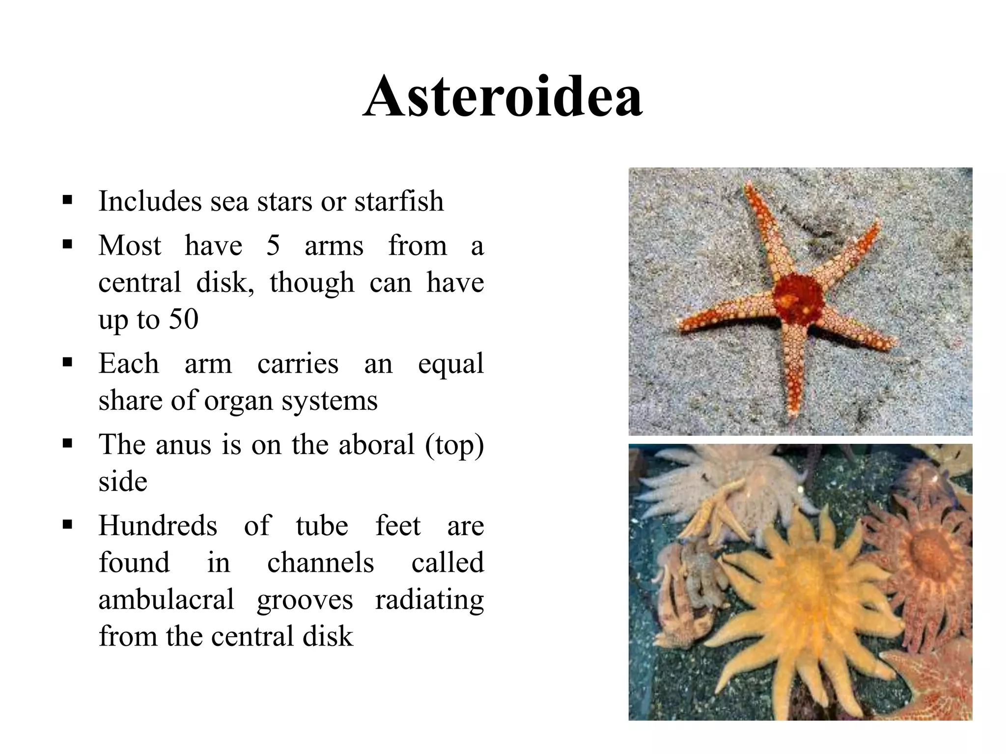 Phylum Echinodermata.pptx
