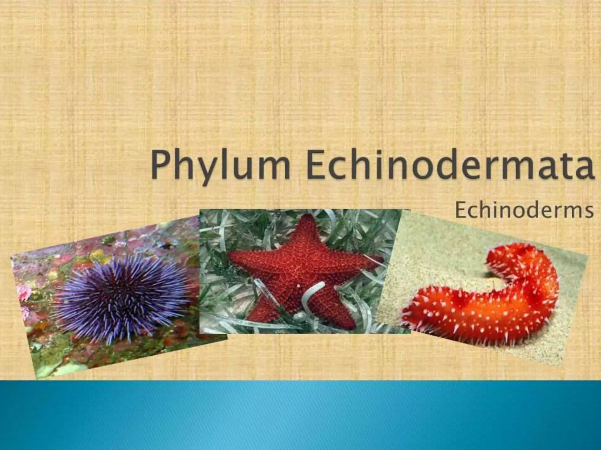 Phylum Echinodermata.pptx