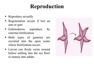 Phylum Echinodermata.pptx