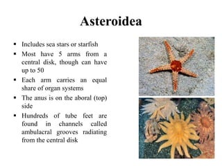 Phylum Echinodermata.pptx