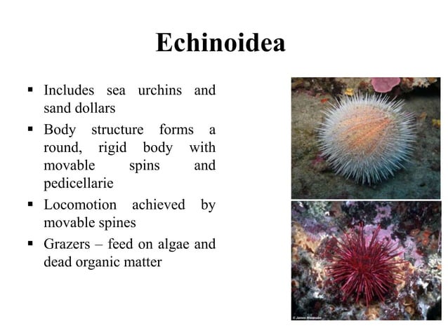 Phylum Echinodermata.pptx