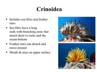 Phylum Echinodermata.pptx