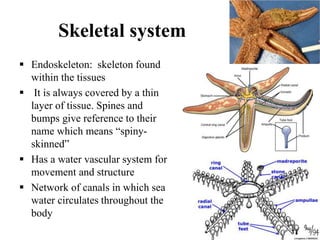 Phylum Echinodermata.pptx