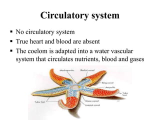 Phylum Echinodermata.pptx