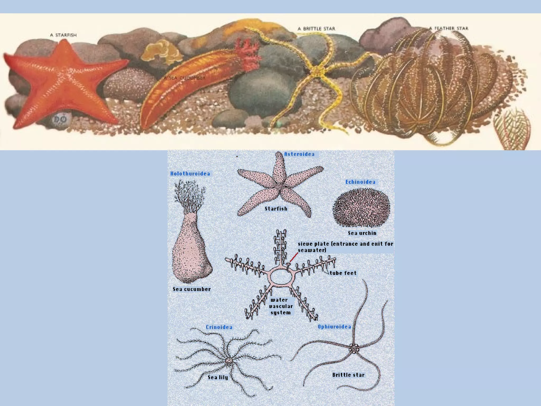 Phylum echinodermata 2012 2013 | PPT