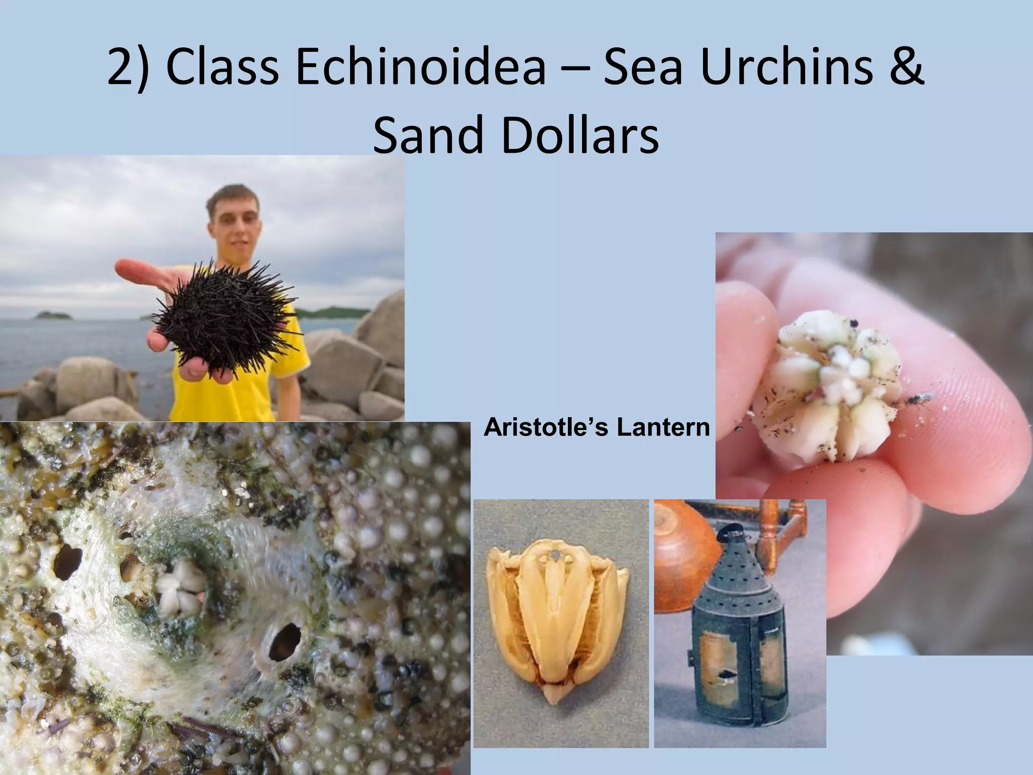 Phylum echinodermata 2012 2013 | PPT