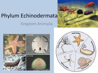 Phylum Echinodermata Examples