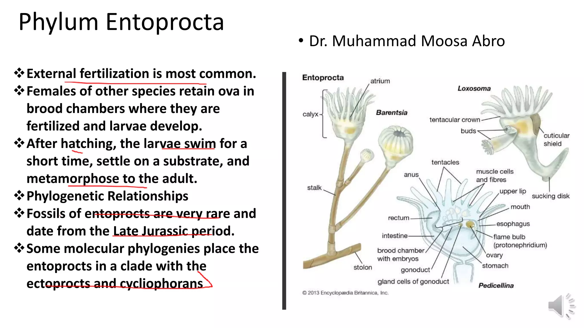 Phylum Entoprocta.pptx
