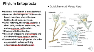 Phylum Entoprocta