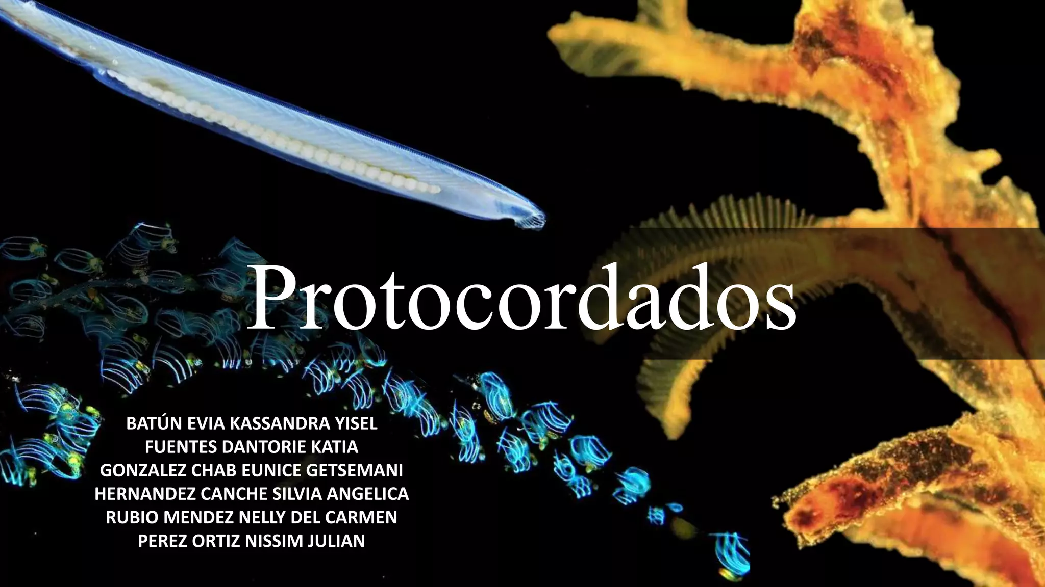Phylum hemicordados, urocordados ycefalocordados | PPTX