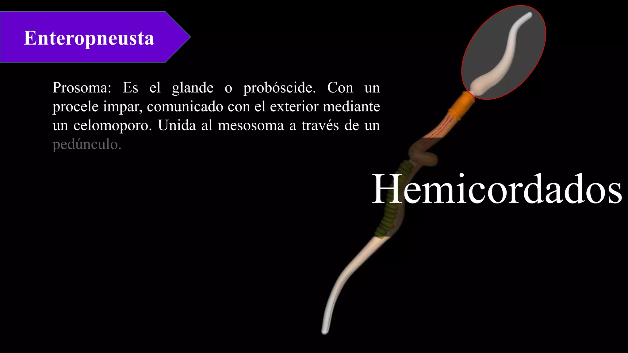 Phylum hemicordados, urocordados ycefalocordados | PPTX