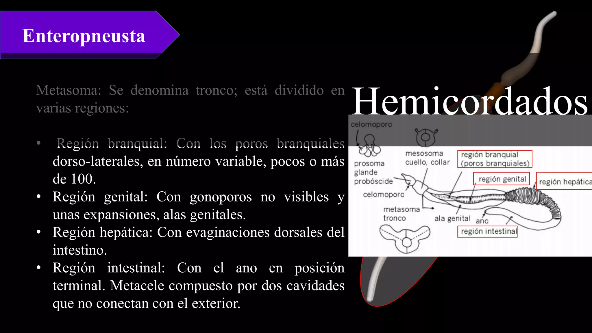Phylum hemicordados, urocordados ycefalocordados | PPTX