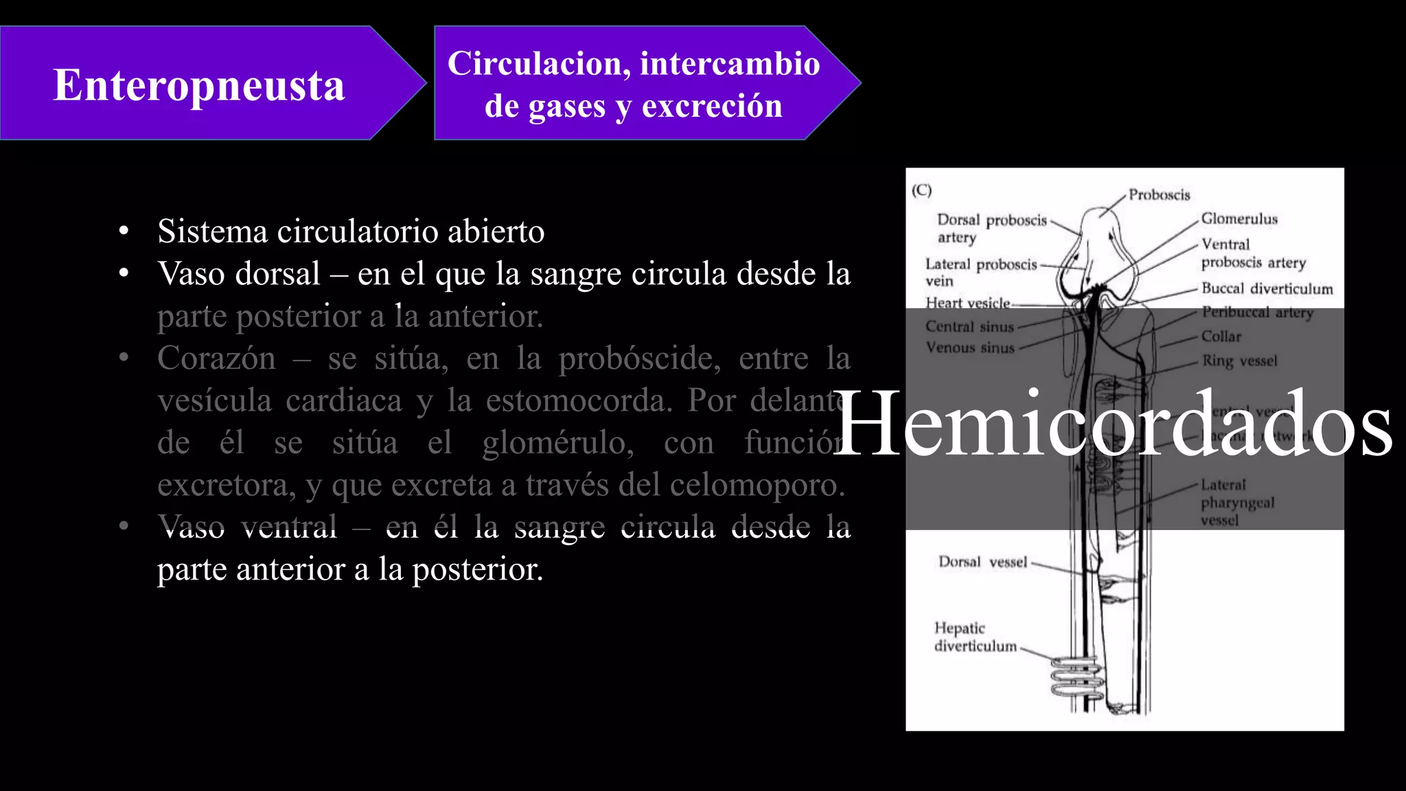 Phylum hemicordados, urocordados ycefalocordados | PPTX