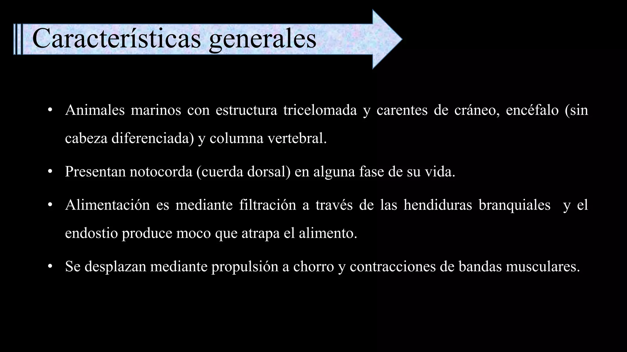 Phylum hemicordados, urocordados ycefalocordados | PPTX