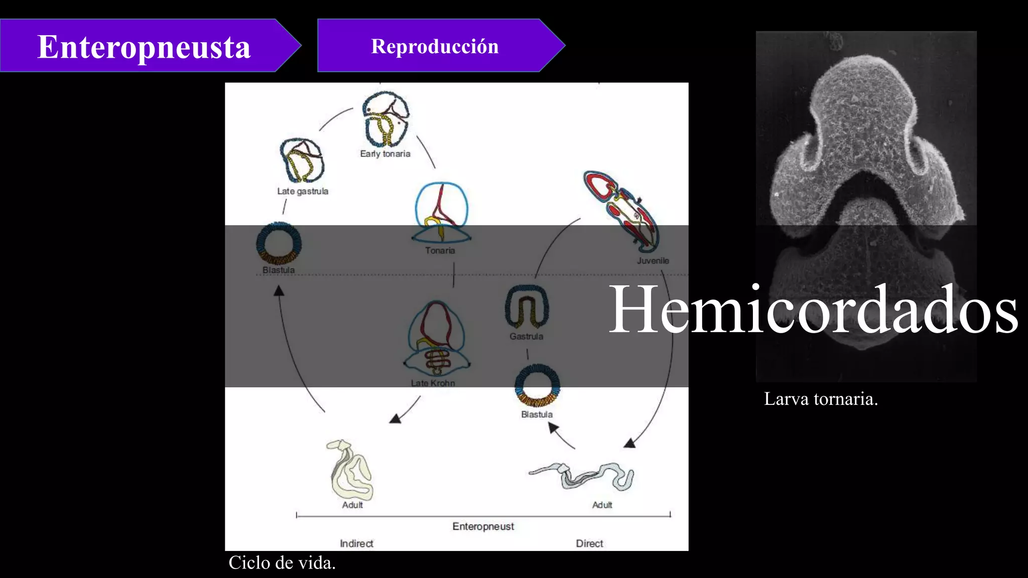 Phylum hemicordados, urocordados ycefalocordados | PPTX