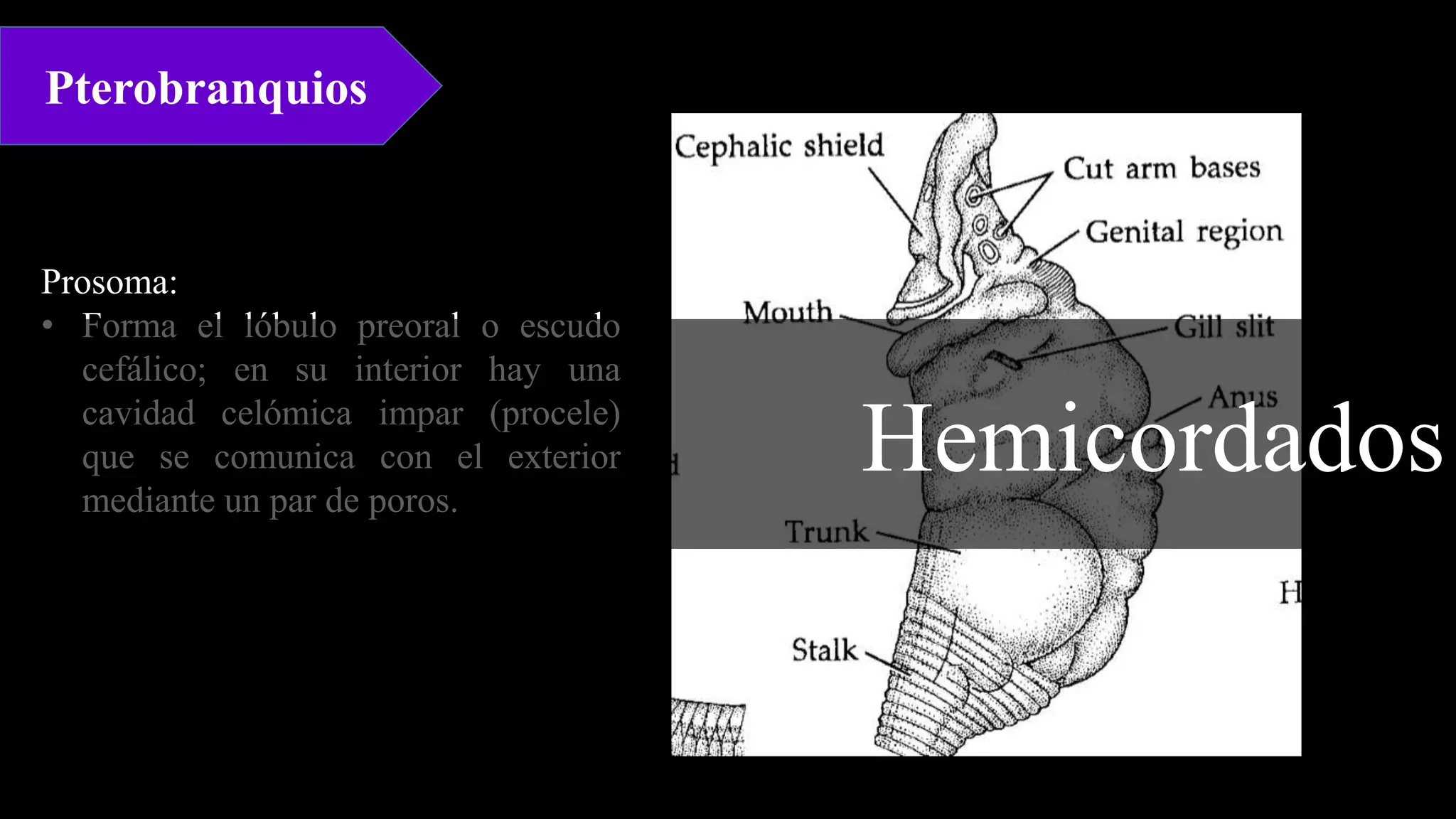 Phylum hemicordados, urocordados ycefalocordados | PPTX
