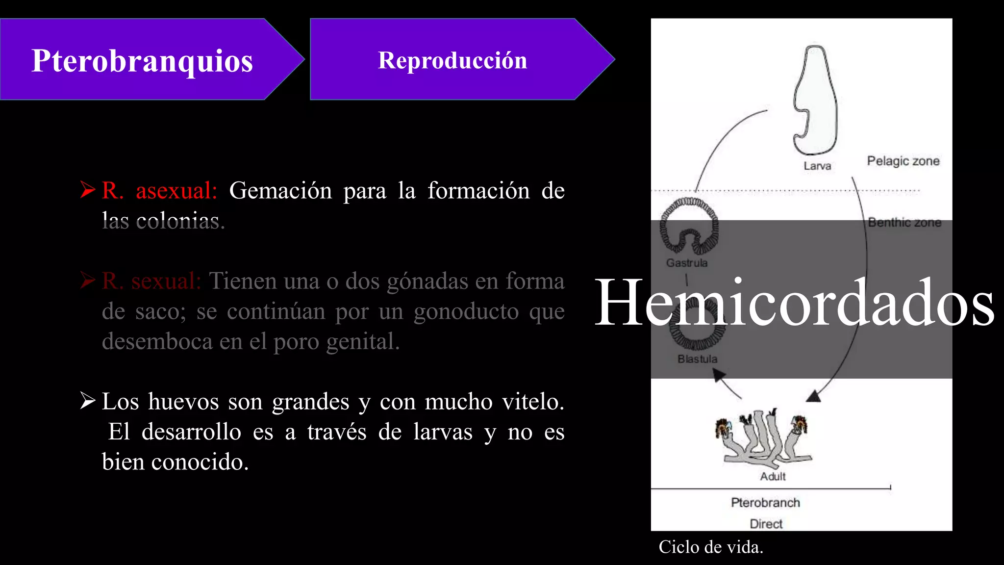 Phylum hemicordados, urocordados ycefalocordados | PPTX