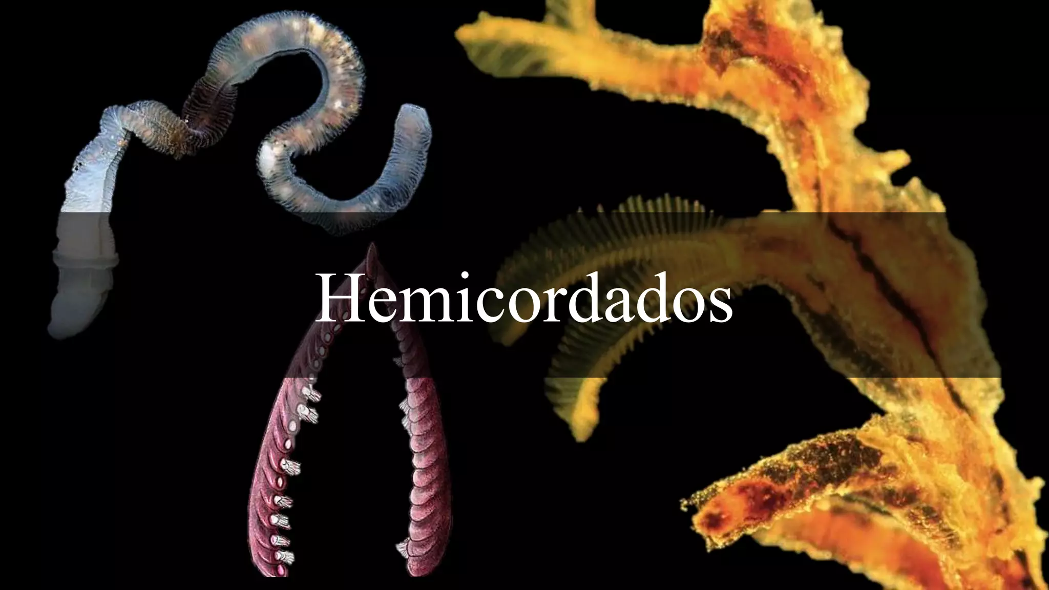 Phylum hemicordados, urocordados ycefalocordados | PPTX