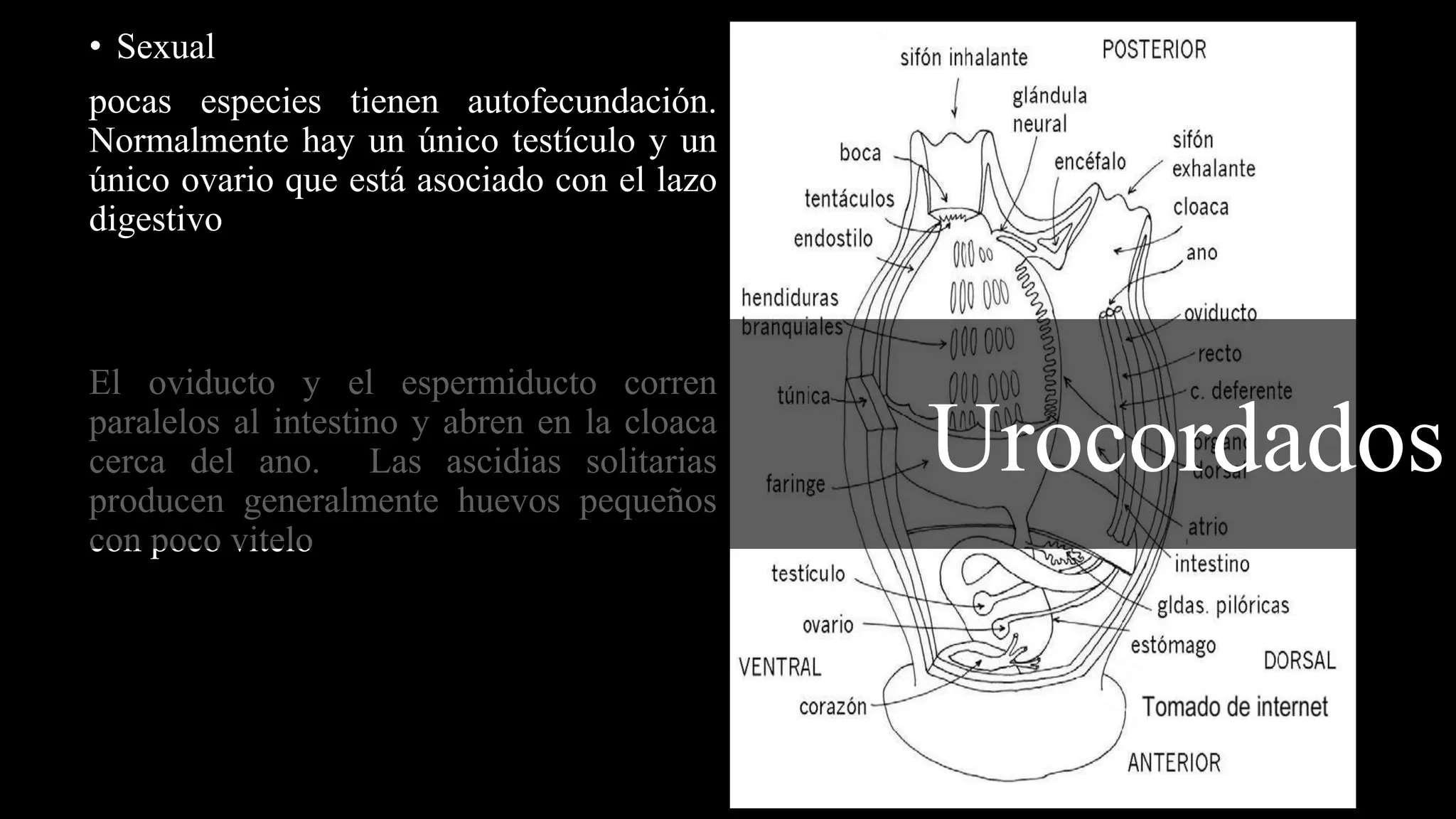 Phylum hemicordados, urocordados ycefalocordados | PPTX