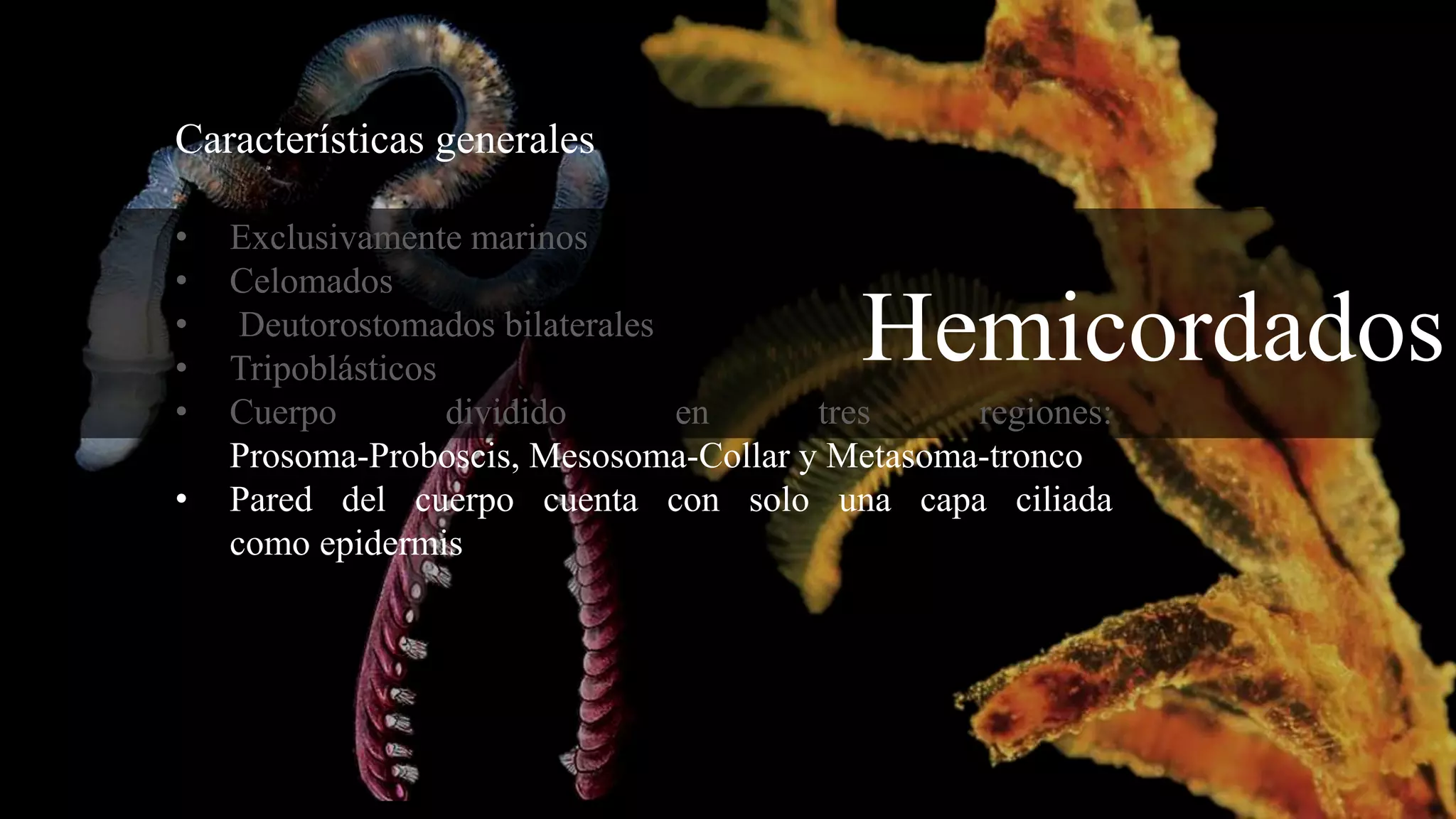 Phylum hemicordados, urocordados ycefalocordados | PPTX