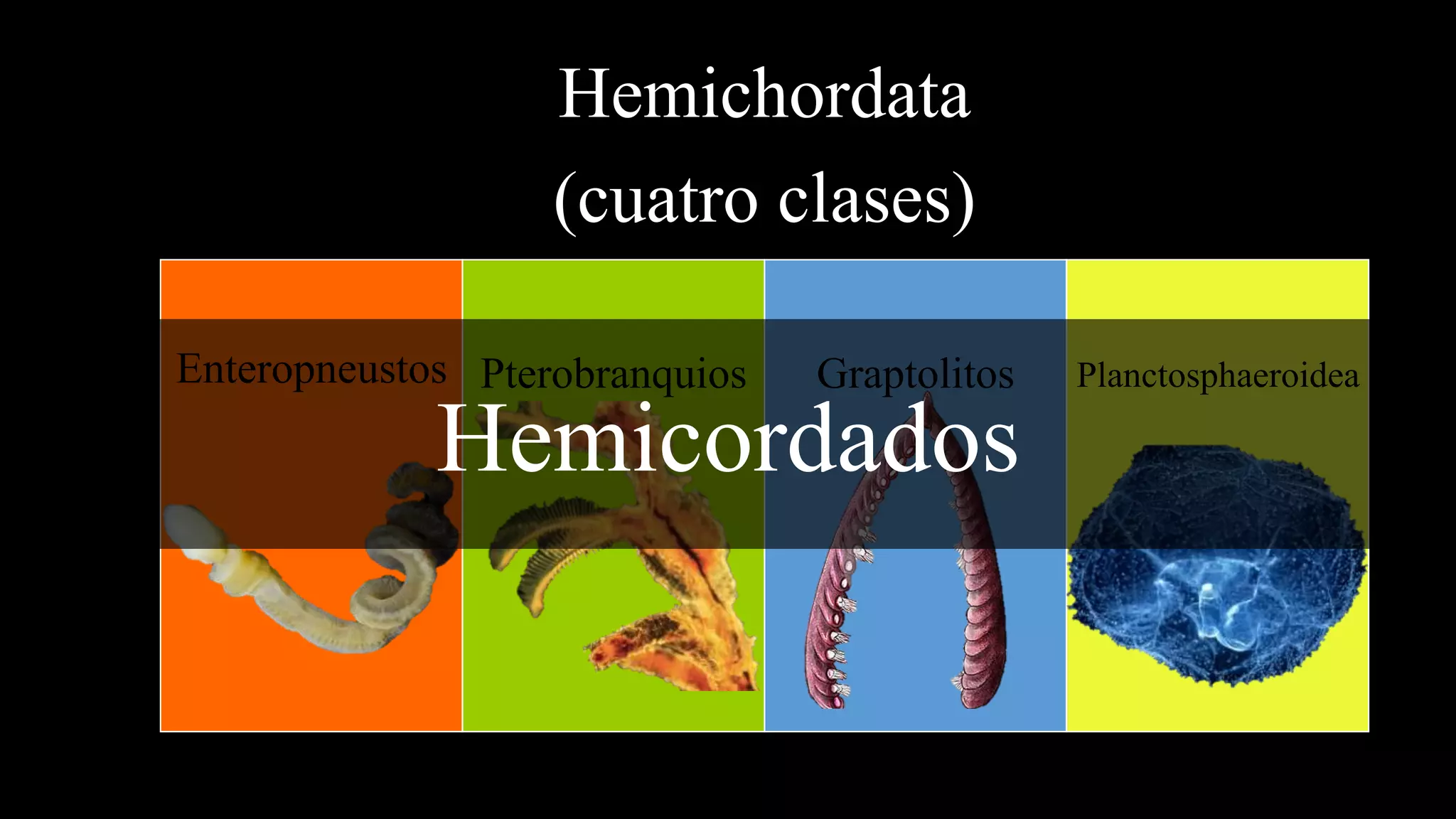 Phylum hemicordados, urocordados ycefalocordados | PPTX