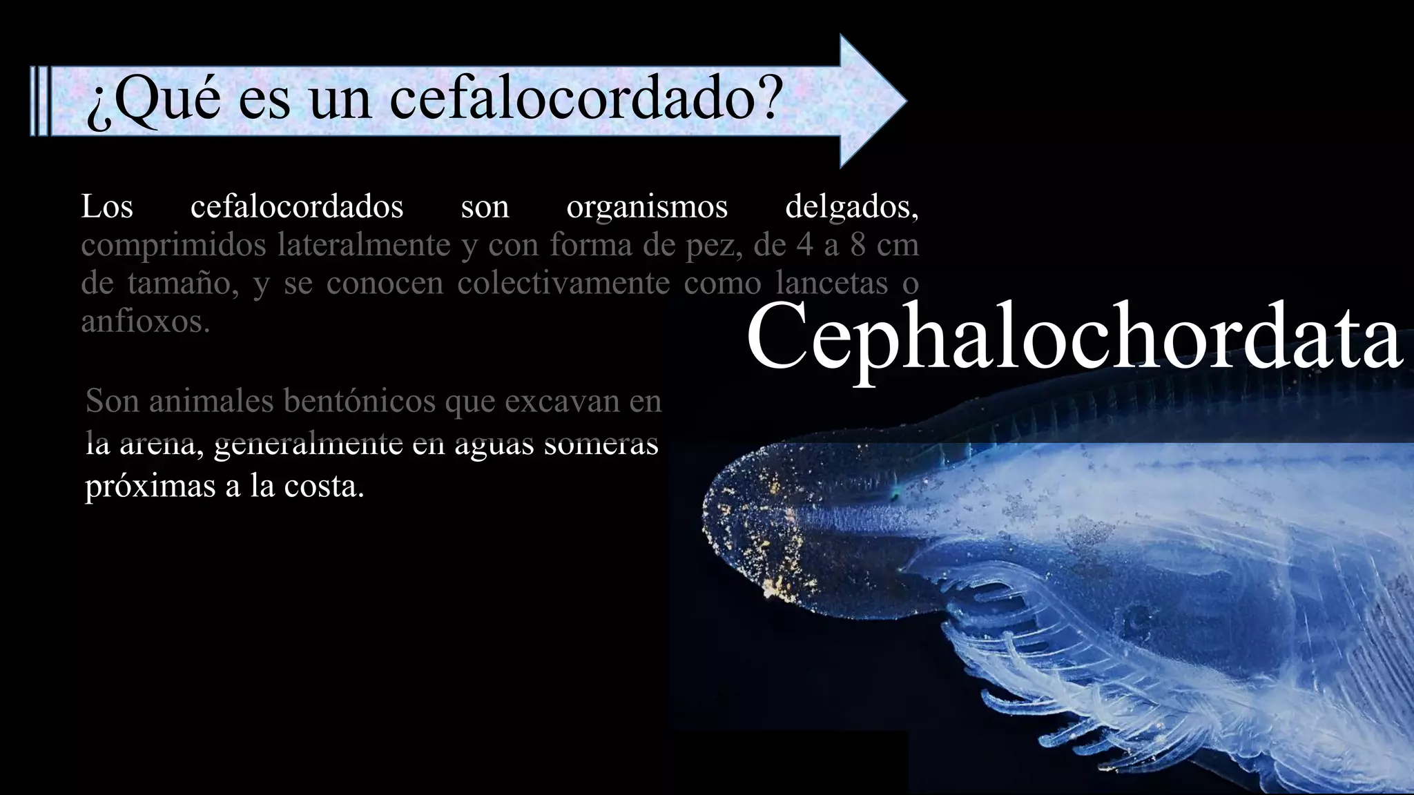 Phylum hemicordados, urocordados ycefalocordados