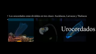 Phylum hemicordados, urocordados ycefalocordados | PPTX