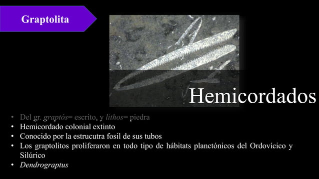 Phylum hemicordados, urocordados ycefalocordados | PPTX