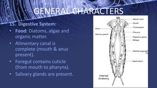 Animal Phylum Kinorhyncha the mud dragons | PPTX