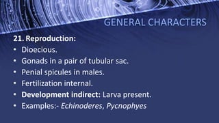 Animal Phylum Kinorhyncha the mud dragons | PPTX