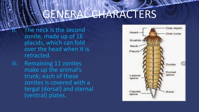 Animal Phylum Kinorhyncha the mud dragons | PPTX