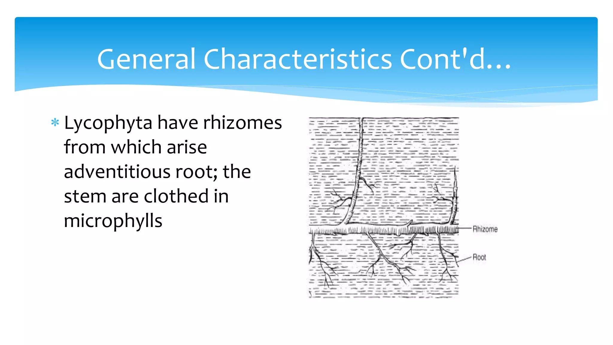 Phylum lycophyta (Club mosses, Spike mosses & Quillworts) | PPTX ...