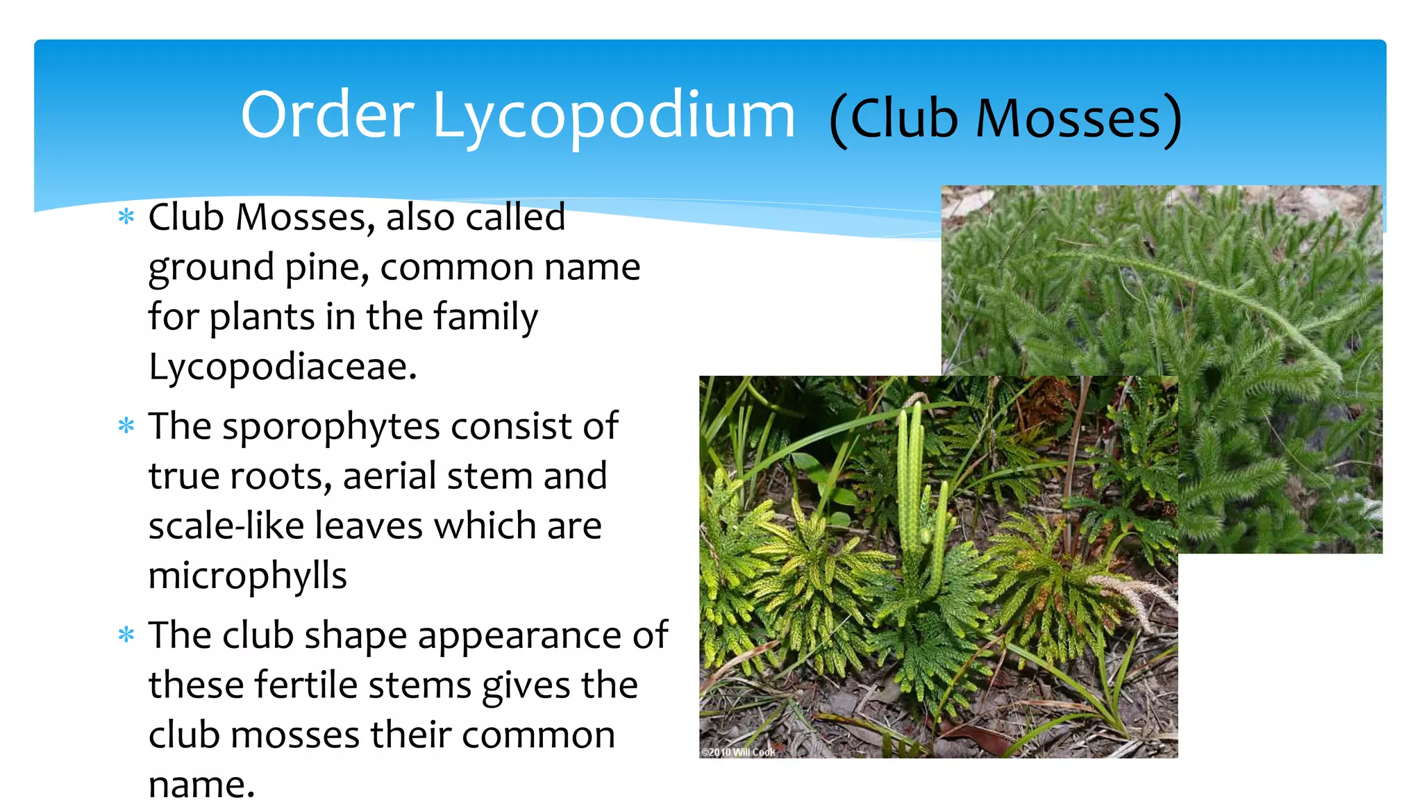 Phylum lycophyta (Club mosses, Spike mosses & Quillworts) | PPTX
