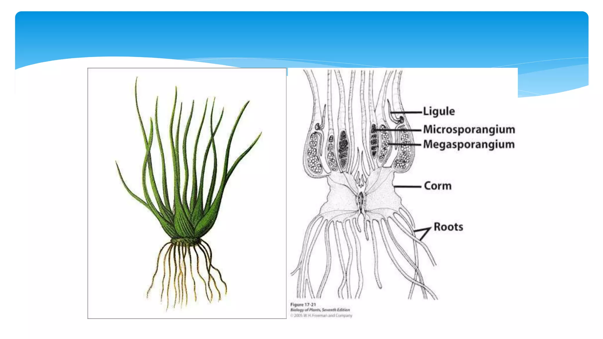 Phylum lycophyta (Club mosses, Spike mosses & Quillworts) | PPTX