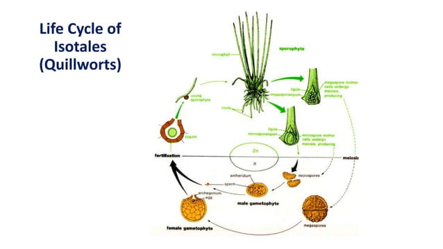 Phylum lycophyta (Club mosses, Spike mosses & Quillworts) | PPTX ...