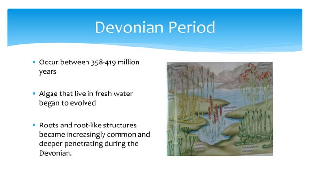 Phylum lycophyta (Club mosses, Spike mosses & Quillworts) | PPTX ...