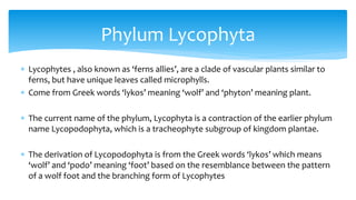 Phylum lycophyta (Club mosses, Spike mosses & Quillworts) | PPTX ...