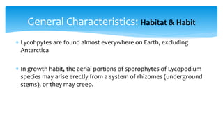Phylum lycophyta (Club mosses, Spike mosses & Quillworts) | PPTX ...