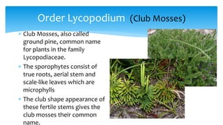 Phylum Lycophyta Examples
