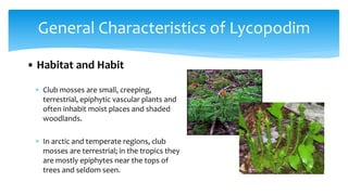 Phylum Lycophyta Examples