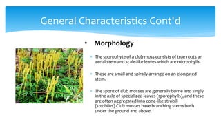 Phylum Lycophyta Examples