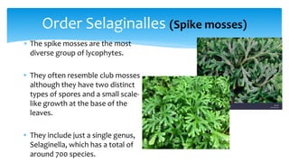 Phylum Lycophyta Examples