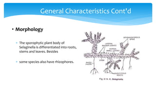 Phylum Lycophyta Examples
