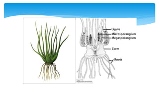 Phylum Lycophyta Examples